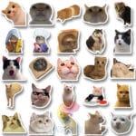 60+ Mẫu Sticker Mèo Cute, Dễ Thương Được Yêu Thích Nhất - In Sắc Màu